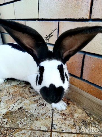 Племенные нпв(строкачи)