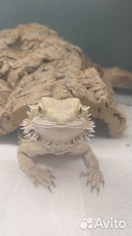 Бородатая агама