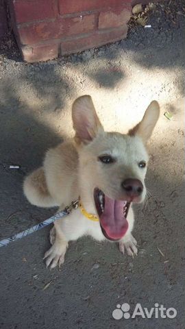 Щенок для квартиры бесплатно