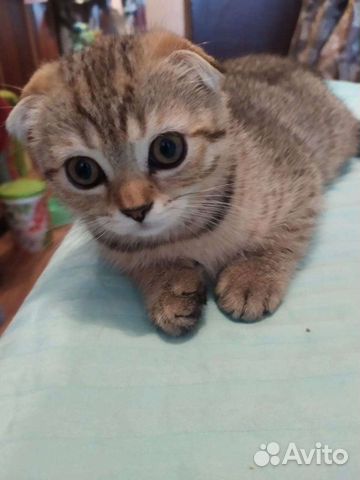 Шотландские вислоухие котята
