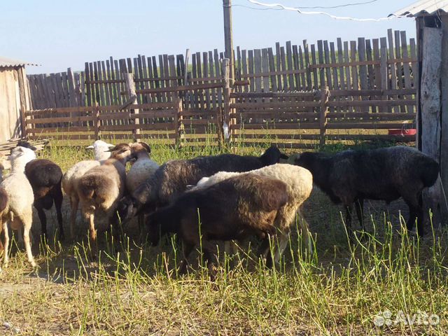 Баран, Кочкар