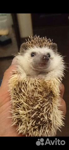 Ëж африканский