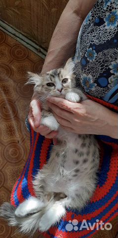 Спасите красивого котенка 3 месяца от горе хозяев