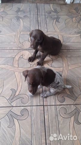 Продам щенков немецкого Курцхаара