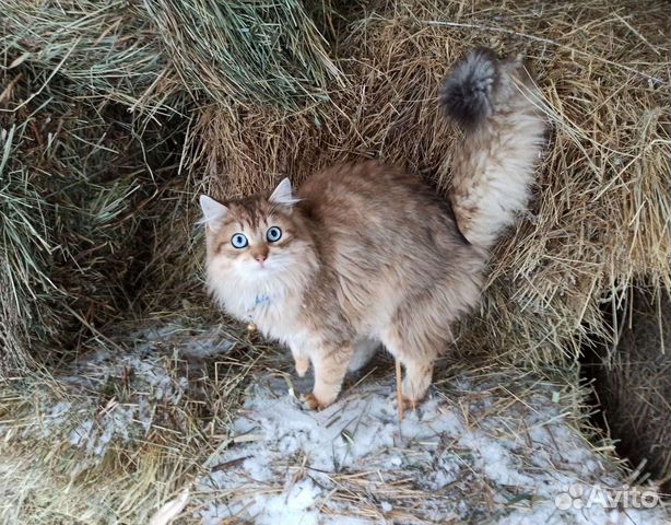 Сибирский кот редкого окраса