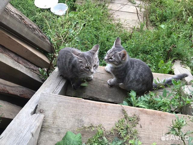 Котята "цвета тумана" в поисках жилья