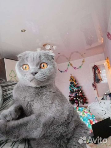 Дама ищет своего мужчину