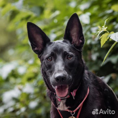 Метис черной овчарки в дар