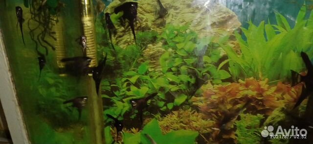 Чёрные скалярии