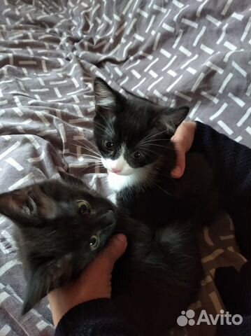 Котятта 2.5 месяца ищут своего хозяина