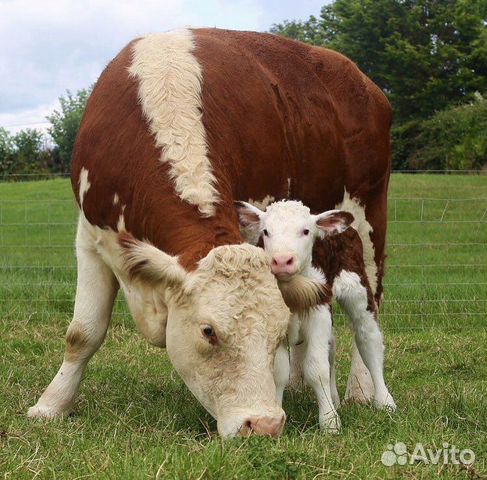 Телята бычки
