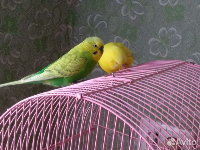 Попугай неразлучники отдам