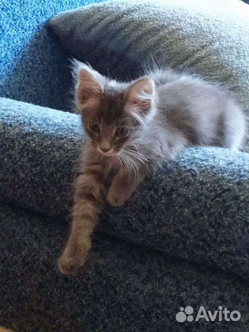 Котенок ушастик