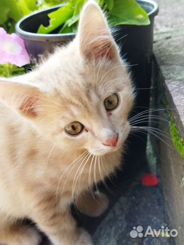 Котятки в дар Знают лоток