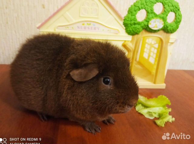 Американский Тедди. Самец