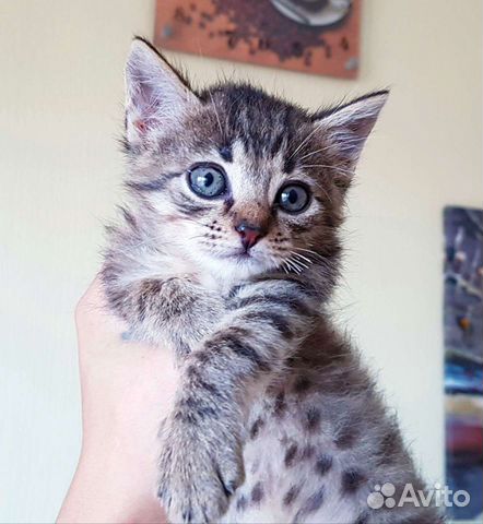 Котенок приносящий удачу