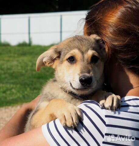 Щеночек из приюта ищет дом, отдаем в добрые руки