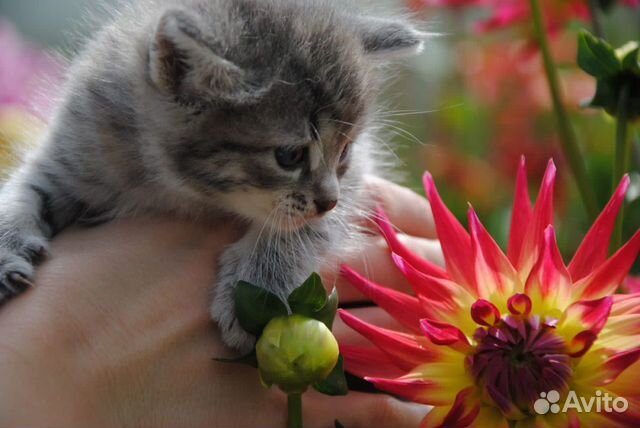 Котятки 5 шт