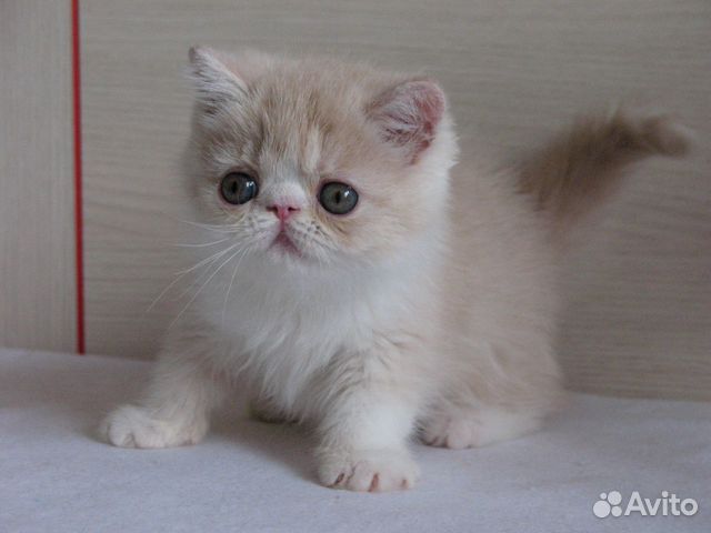 Котик кремовый с белым