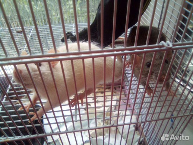 Крысы с клеткой