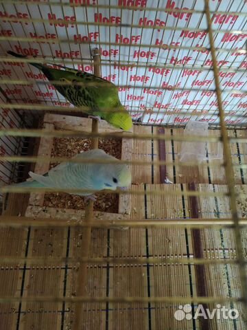 Волнистый попугай