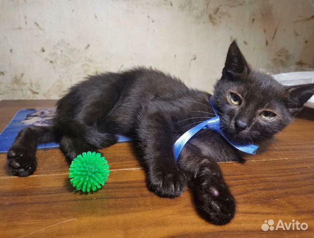 Черный котенок
