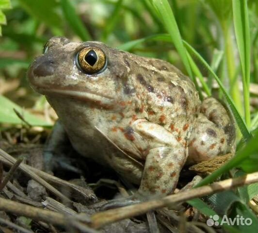 Лягушки, жабы