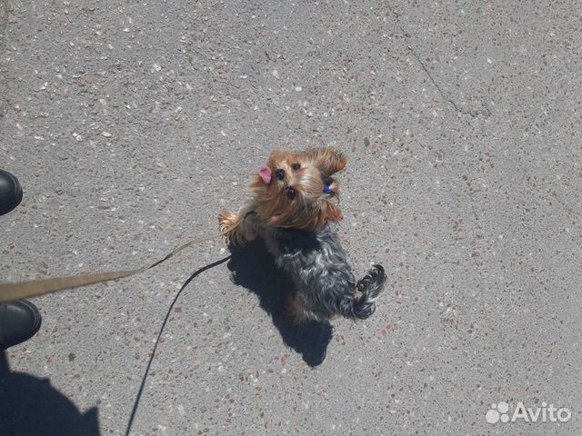 Вязка собак