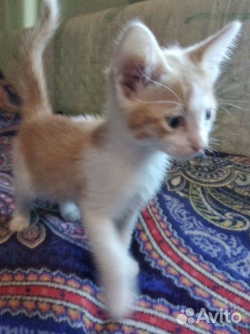 Котики бесплатно в добрые руки