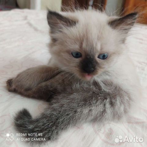 Кошечка шотландка