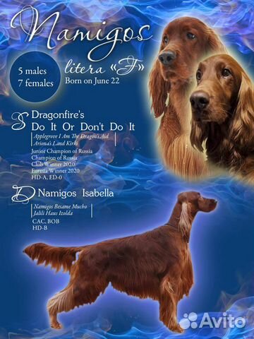 Ирландского сеттера щенки