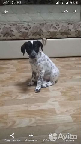 Собака в добрые руки щенок долматинец девочка 3мес