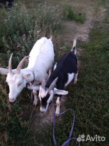 Козы, козлята, козлы от 7 мес