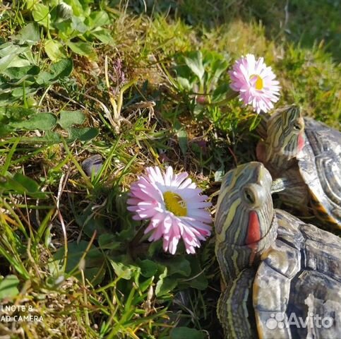 Черепах в добрые руки