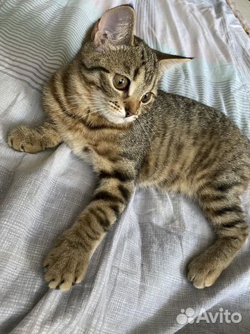 Шотланский котенок