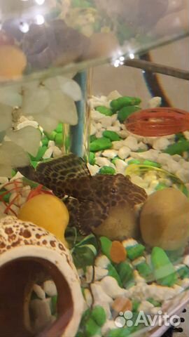 Рыбка сом и улитки бесплатно