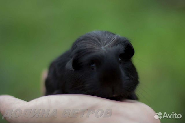 Чёрный мальчик с короной, крестед