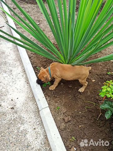 Щенки немецкого боксёра