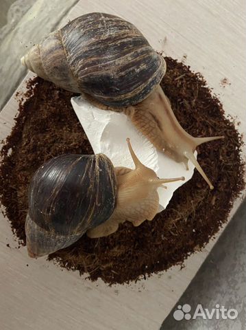 Улитки в дар