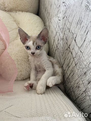 Кошечка Девон-рекс (2,5 месяца)