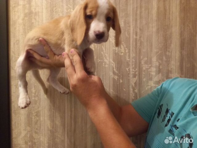 Щенок бигль