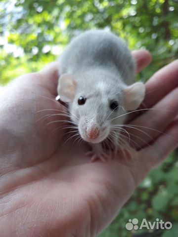 Крысята дамбо стандарт