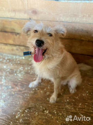 Небольшое собачке трудно в приюте