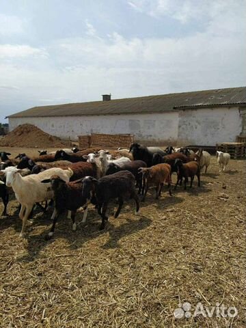 Бараны Оптом курдюк и романовский