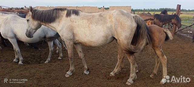 Кобыла с жеребенком