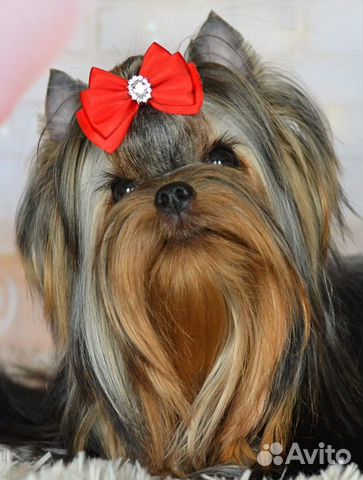 Красивая девочка от Мультичемпиона РКФ