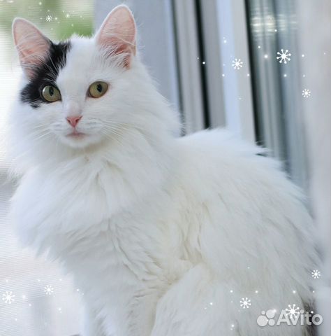 Прекрасная маркиза