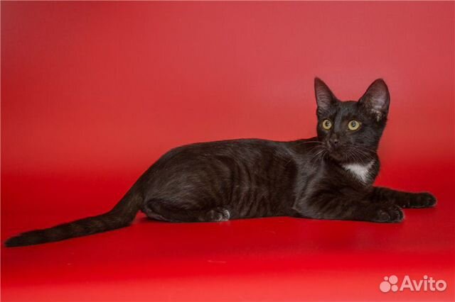 Мальчик по имени Лордик ищет любящих хозяев