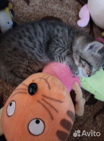 Кошка