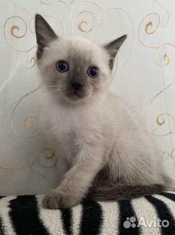 Сиамские котята